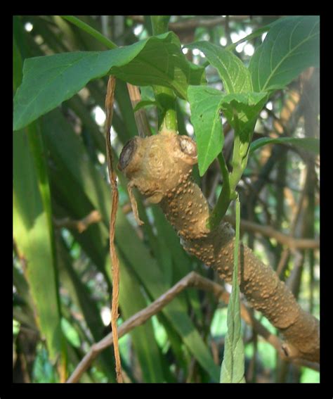 Mr Twig Bug By Digiphile23 On Deviantart