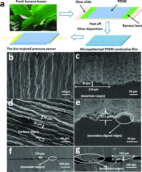 A Schematic Illustration Of The Fabrication Process Of Flexible Pdms