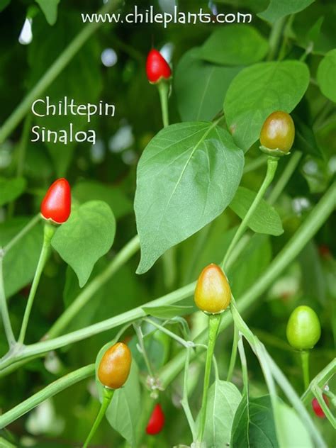Chiltepin Sinaloa Live Chile Pepper Plant
