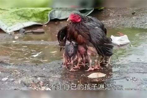 伟大的母爱，母鸡在风雨中保护宝宝，网友：世上只有妈妈好保护母鸡风雨