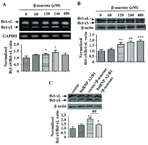 β Asarone Enhanced The Splicing Of Bcl X Through The Suppression Of