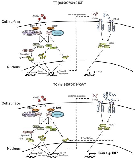 Proposed Model Of Type I And Type Iii Ifn Induction And Action In
