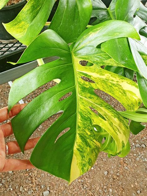 Variegated Monstera Deliciosa Aurea Odd Spot Plants