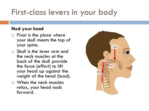 Examples Of First Class Levers In The Human Body