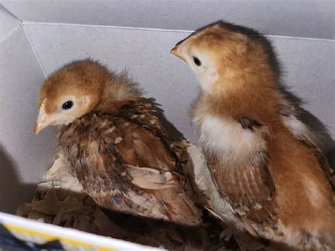 Sexing Rhode Island Reds Backyard Chickens Learn How To Raise Chickens