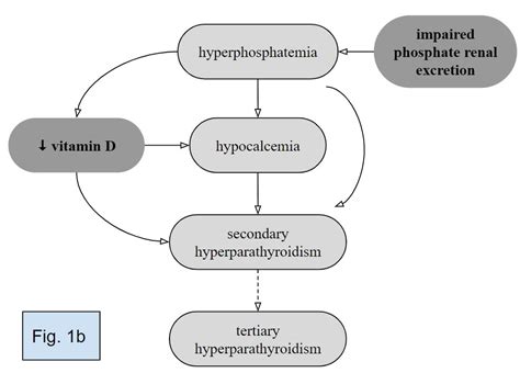 Secondary Hyperparathyroidism In Ckd
