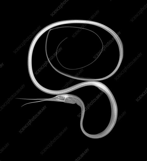 Slender Snipe Eel X Ray Stock Image C026 3215 Science Photo Library