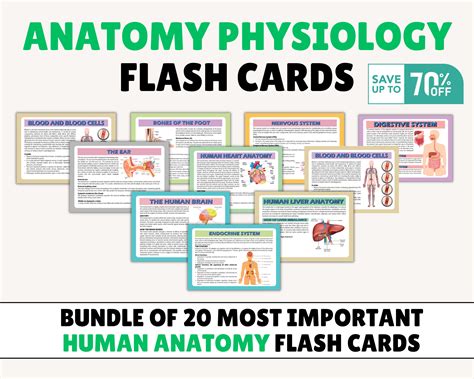 Anatomy And Physiology Heart Flashcards Estrich Mobil