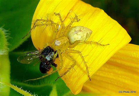 Yellow Lynx Spider Having Lunch