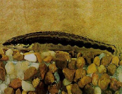 Longhead Darter Life Expectancy