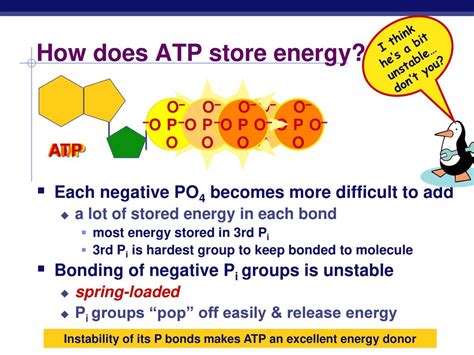 Making Energy Atp Ppt Download