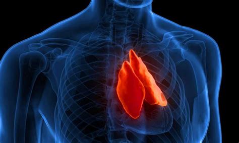 Researchers Reveal Regenerative Potential Of The Thymus Drug
