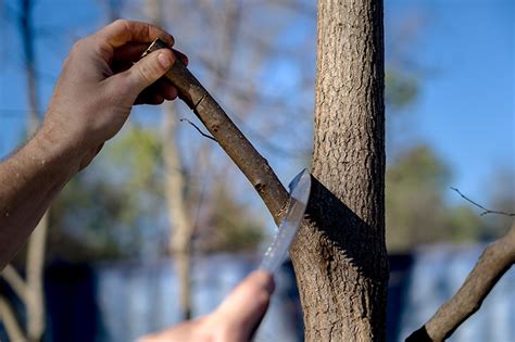 How To Properly Prune Using The Cut Method And The Reduction Cut