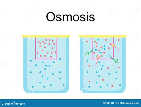 Osmosis And Diffusion