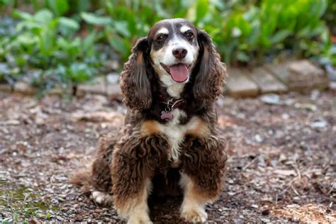 Mini Cocker Spaniel Breed Info Size Pictures Traits And Facts