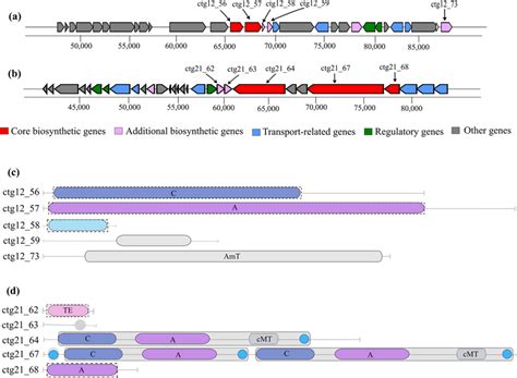 The Predicted Nrps Gene Clusters A Nrps Gene Cluster Predicted In
