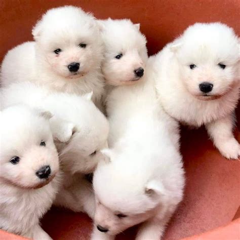 Samoyed Puppies For Adoption