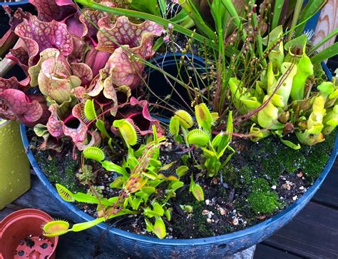 Plant Workshop Learn To Build Your Own Carnivorous Plant Container Bog