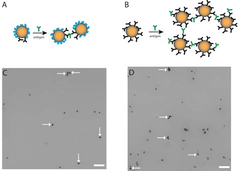 Illustration Of Antigen Mediated Aggregation Of Asymmetric Conjugates