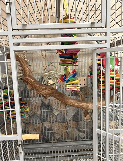 Parrot Wizard Cage Setup Recommendations