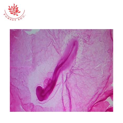 Chick Embryology Microscope Slide Set 18pcs Prepared Slides