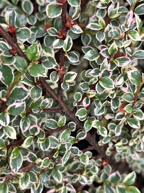 Cotoneaster Horizontalis Variegatus Variegated Rock Cotoneaster Keeping It Green Nursery