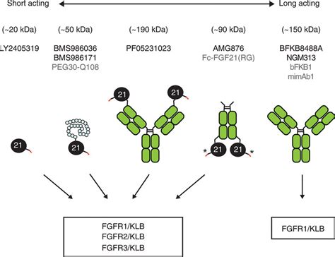 Examples Of Fgf21 Receptor Agonists Various Approaches Were Employed