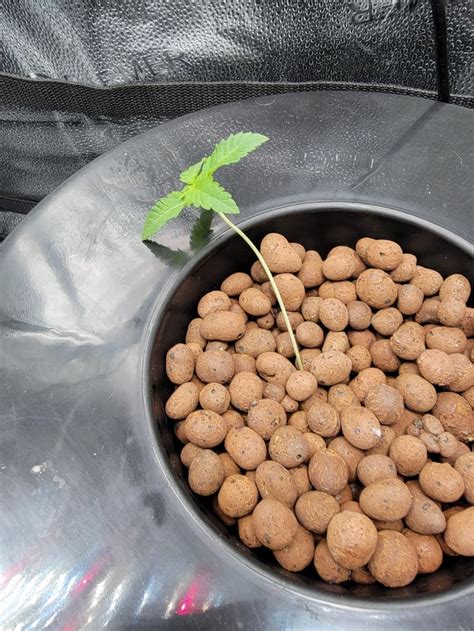 Weak Stems R Growbuddy