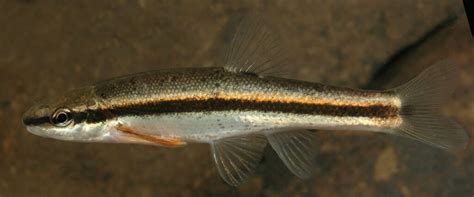 Rhinichthys Atratulus