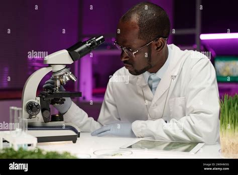 African American Biologist Placing Herb Under Microscope Magnification