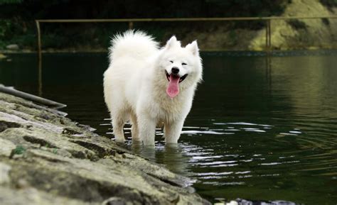 Samoyed The Dog That Always Smiles
