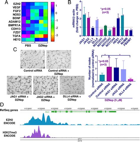 Ezh2 Affected Diffuse Cutaneous Ssc Ec Angiogenesis Through The Notch