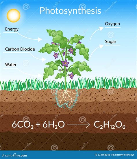 Photosynthesis Process Photosynthesis Equation Formula Biology