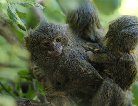20 Finger Monkey Facts All About The Pygmy Marmoset
