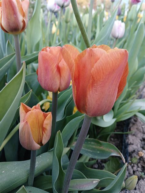 Flora Jedlová Jedlová