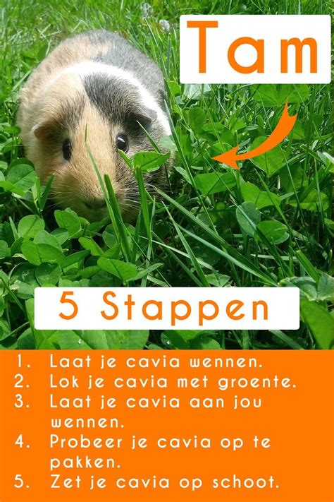 Pin Op Huisdieren