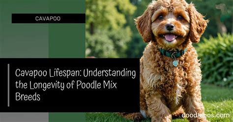 Cavapoo Lifespan Understanding The Longevity Of Poodle Mix Breeds