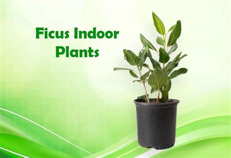 Best Soil For Ficus Planttree Ficus Pedia