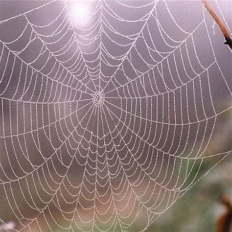 Exemplary Word Gossamer Membean