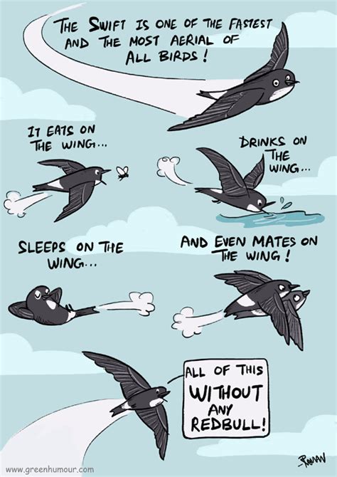 Green Humour The Swift