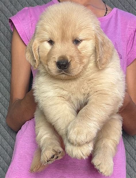 Golden Retriever Price In Vizag Best For Pets