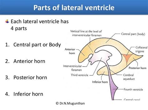 Ventricular Anatomy Brain