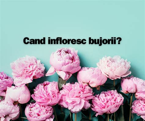 Cand Infloresc Bujorii In România