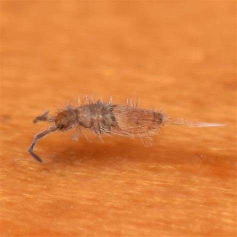 Unknown Entomobryid Entomobrya Clitellaria Bugguidenet