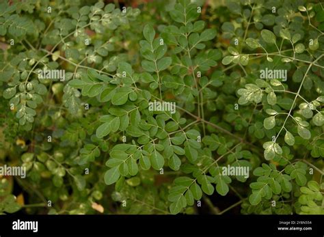 Moringa Oleifera Leaves Background The Moringa Tree Is Grown Mainly In