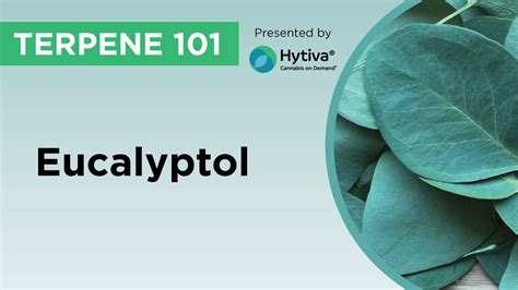 Eucalyptol Know Your Terpenes