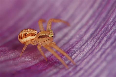 Premium Photo Spider Jumper Macro Arachnophobia Beautiful Jumping