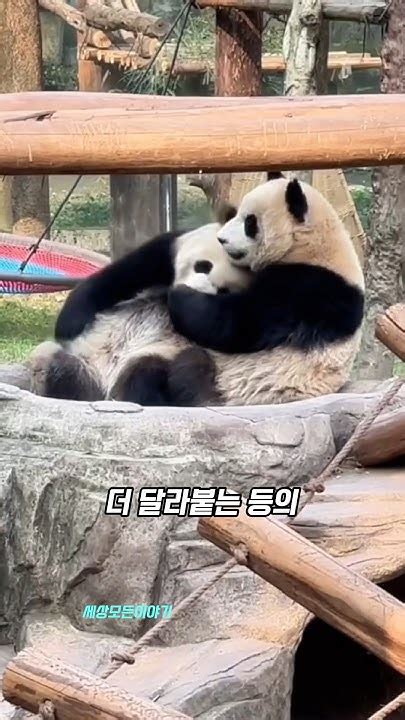 안스러운 쌍둥이 남매 Youtube