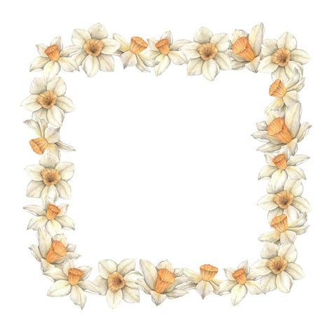 Watercolor Square Frame Of Daffodils With Green Leaves Sketch On
