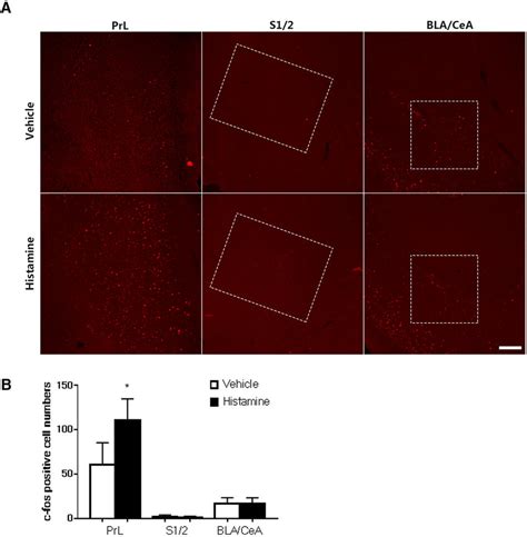 c fos expression in prelimbic cortex somatosensory cortex and